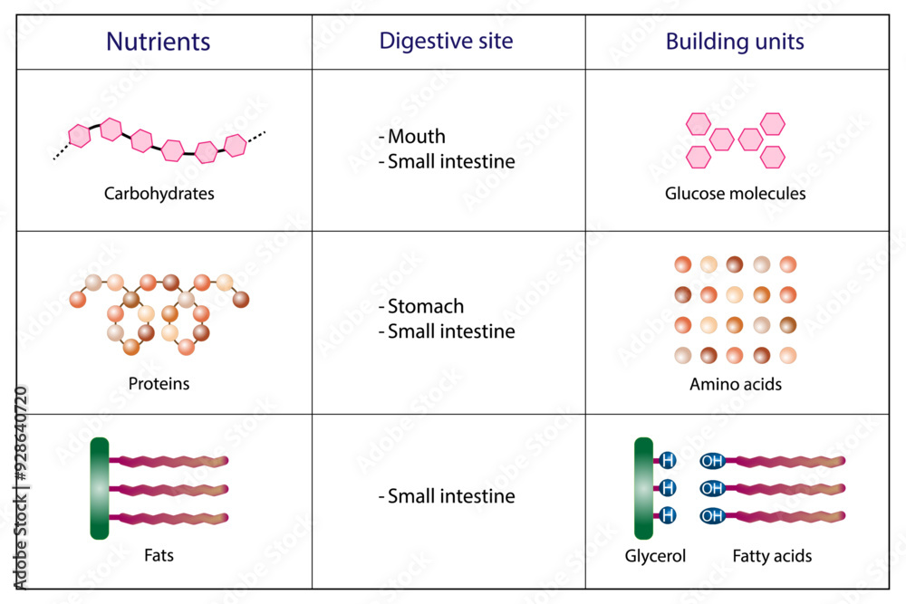 Nutrients, carbohydrates, lipids and proteins. Digestive and absorption ...