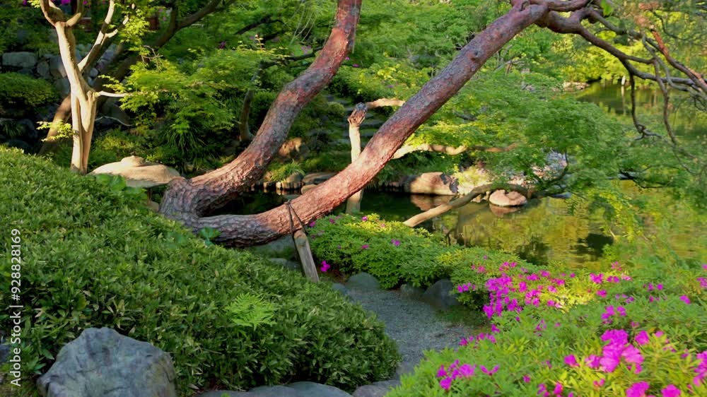 Traditional Japanese garden in Tokyo with Japanese maples and azalea in ...
