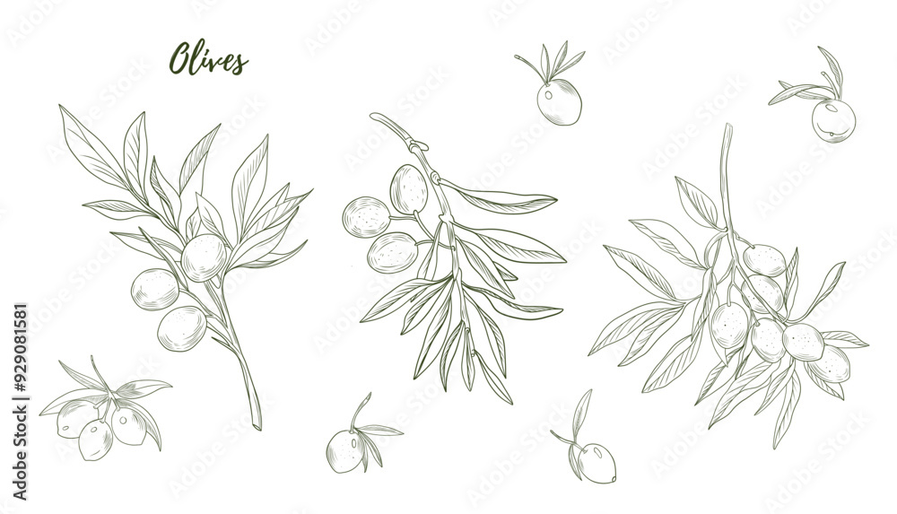 Set of vector olive branch line art illustration, graphic line art ...