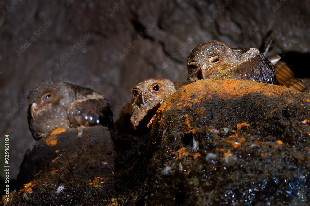 Oilbird - Steatornis caripensis also guacharo, bird similar to nightjar ...