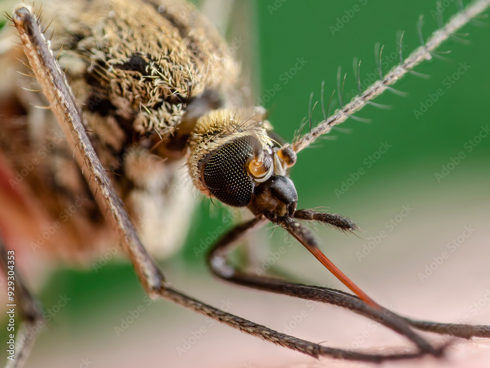 High Magnification Microscopy of Malaria Infected Mosquito ...