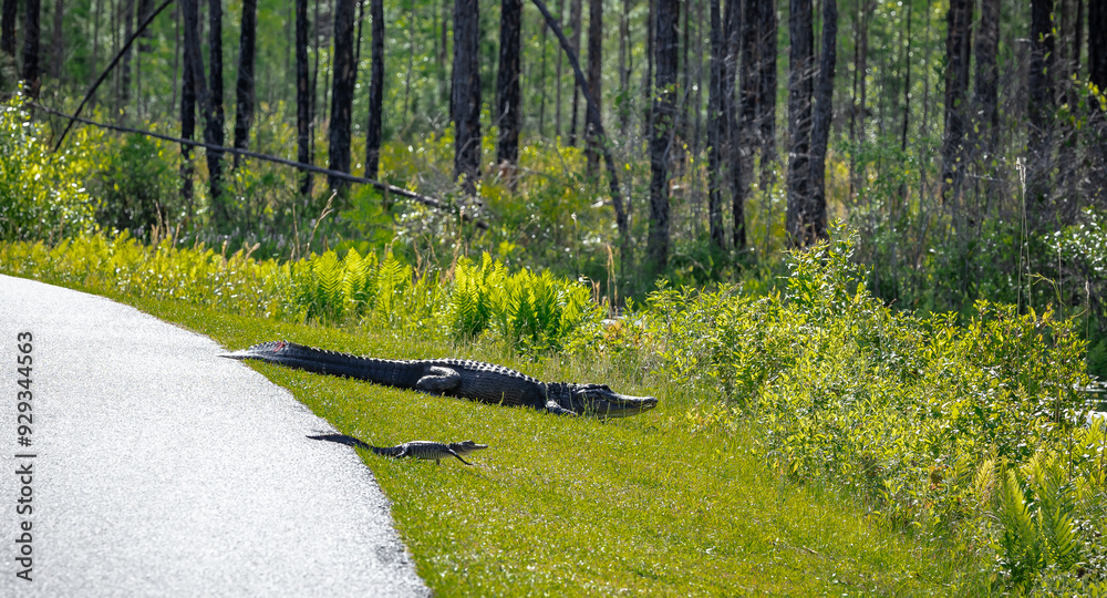 Wild female Alligator with baby hatchling gator crossing the road at ...