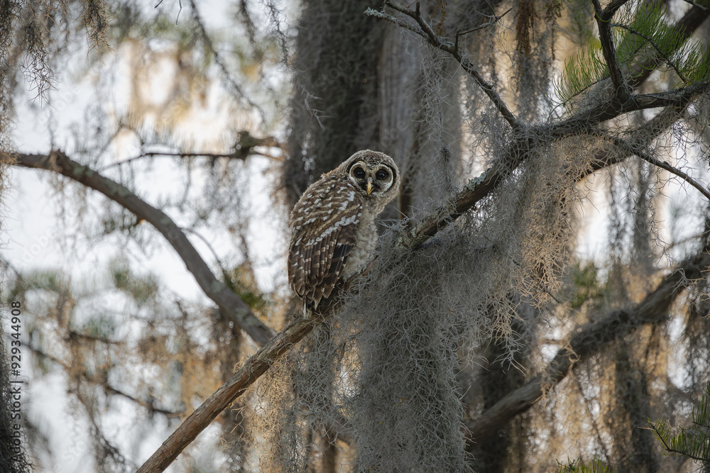 Baby Barred Owl Fledgling sitting in a pine tree at Okefenokee Swamp ...