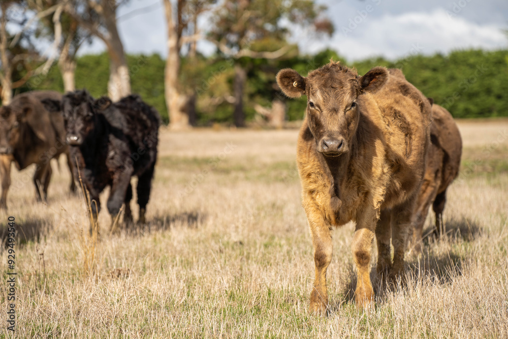 beautiful cattle in Australia eating grass, grazing on pasture. Herd of ...