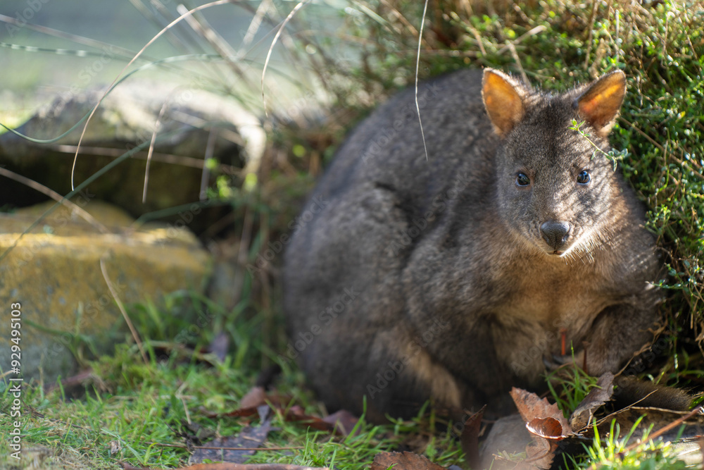 Beautiful pademelon and wallaby in the Australian bush, in the blue ...