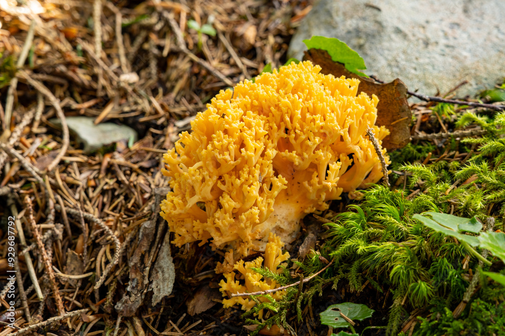 Orange-yellow mountain coral (Ramaria largentii). The genus Ramaria ...