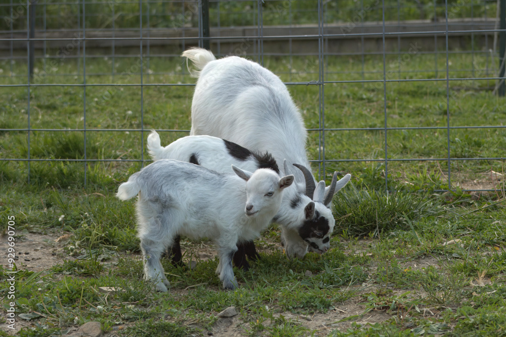 A mother goat is eating in a pasture with her two young doe kids. The ...