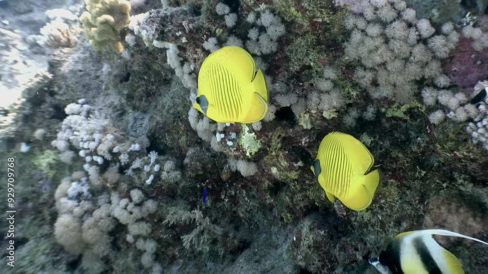 A breathtaking underwater encounter reveals a pair of butterflyfish ...