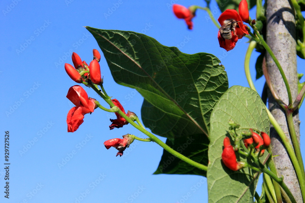 Blossom red bean garden with stem and leaves on a sunny day. Beautiful ...