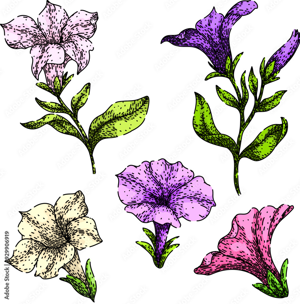 petunia set hand drawn. annuals colors, seeds planting, care soil ... petunia set hand drawn. annuals colors, seeds planting, care soil ...