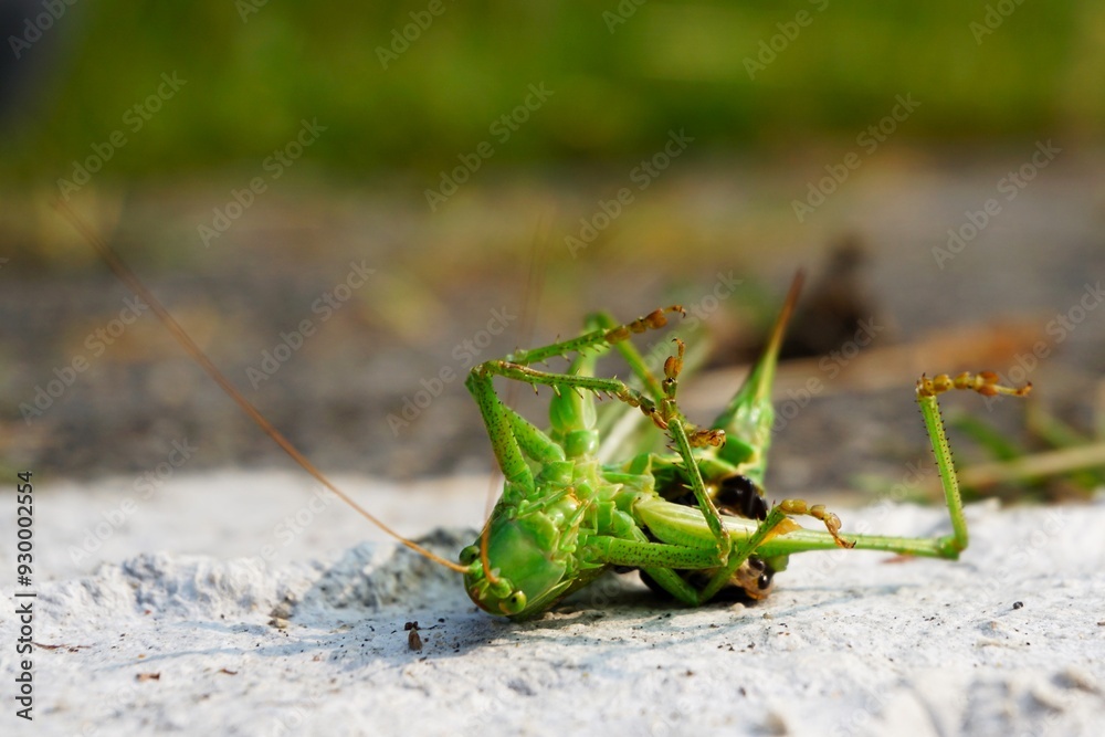 Grasshopper doomed to death by a parasitic wasp. Dying on the ground ...