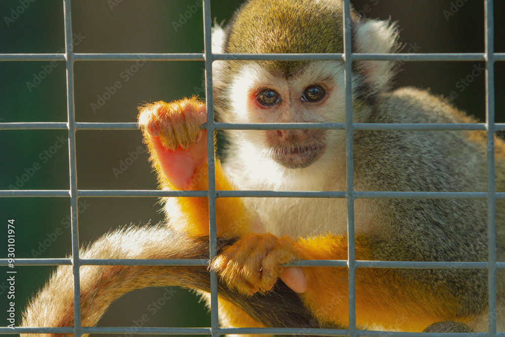 Foto de Close up photograph of a young squirrel monkey holding onto the ...