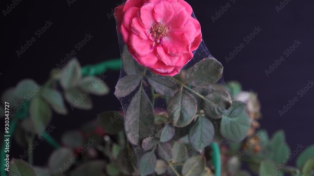 A detailed close-up image reveals a colony of spider mites (Tetranychus ...