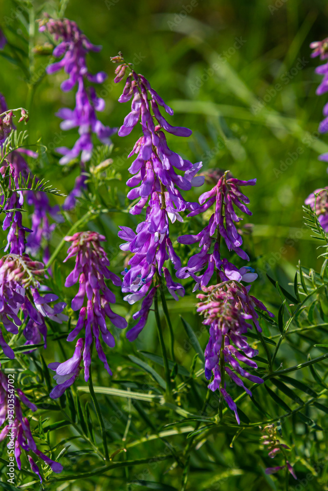 Vetch, vicia cracca valuable honey plant, fodder, and medicinal plant ...