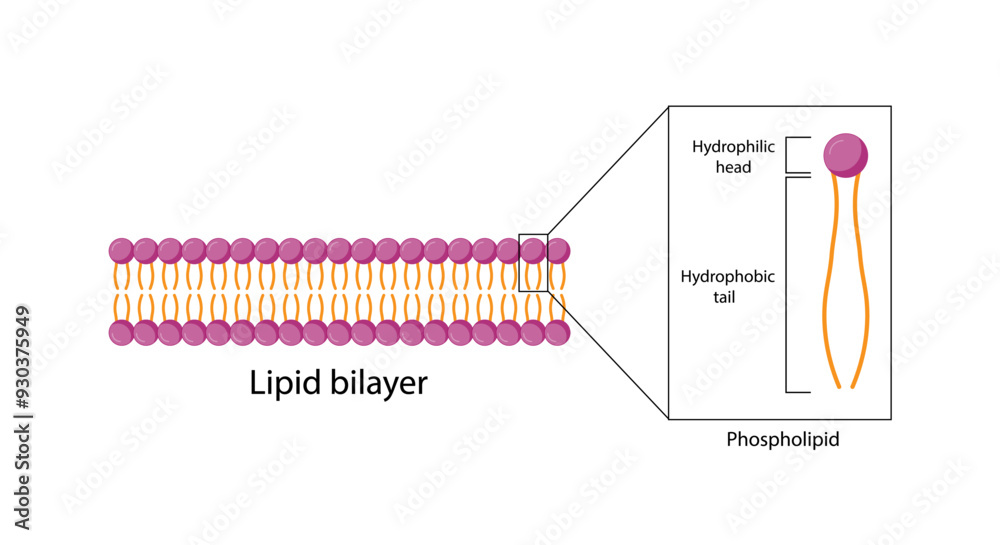 Lipid bilayer. Phospholipid Molecule Structure. Hydrophilic Head which ...