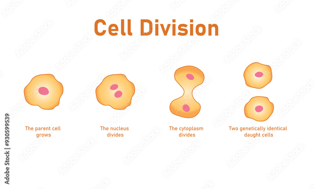 Simple cell division diagram in biology. Mitosis stages. Stock Vector | Adobe Stock