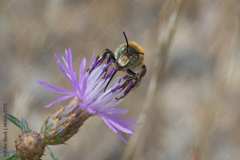 Low angle facial shot on a male Mediterranean wood-boring bee ...