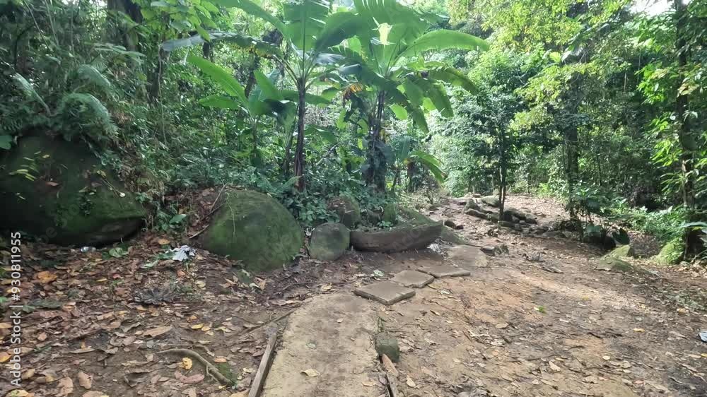 walking on a path in dense jungle tropical rainforest (puerto rico el ...
