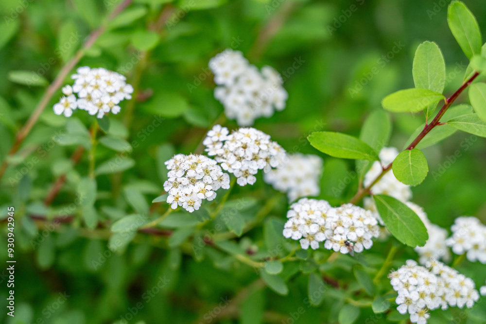 Spiraea，sometimes spelled spirea in common names, and commonly known as ...