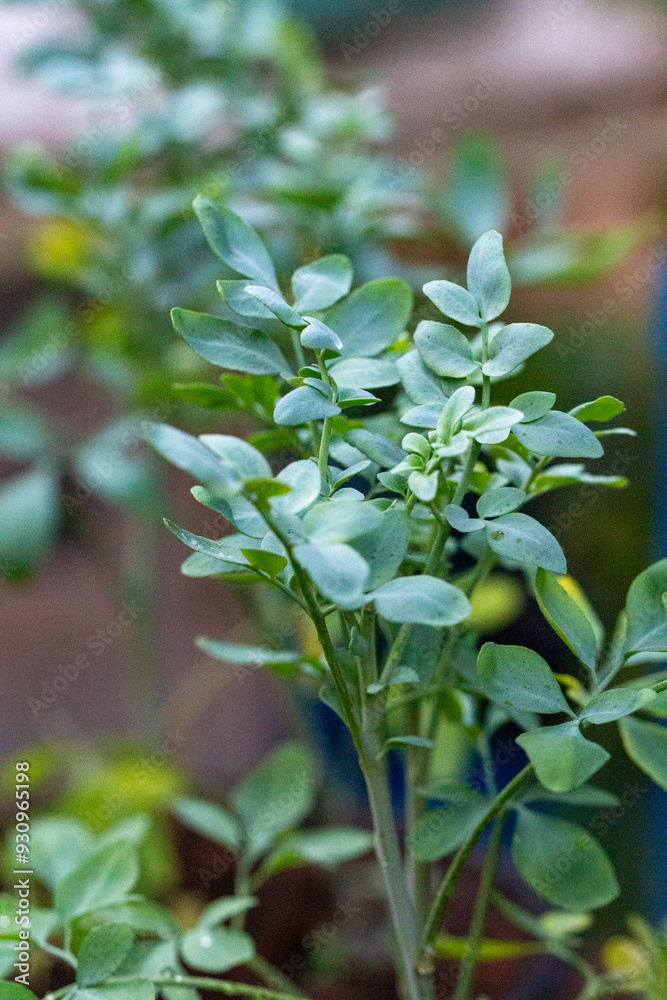 Plantação de Arruda (Ruta graveolens) é uma planta da família das ...