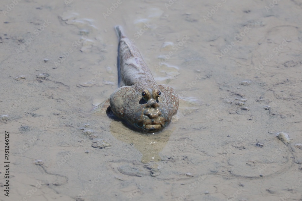 Mudskipper at the sea Mudskippers are amphibious fish in the family ...