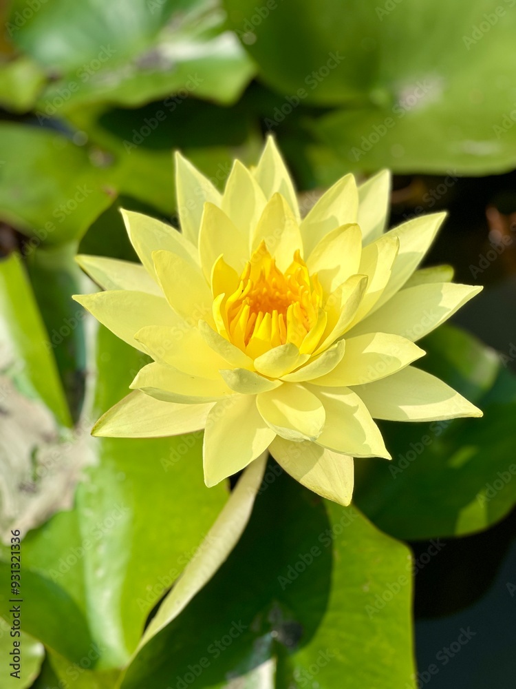 Yellow Lotus flower in a pond with Lilly pads. Nelumbo nucifera, also ...