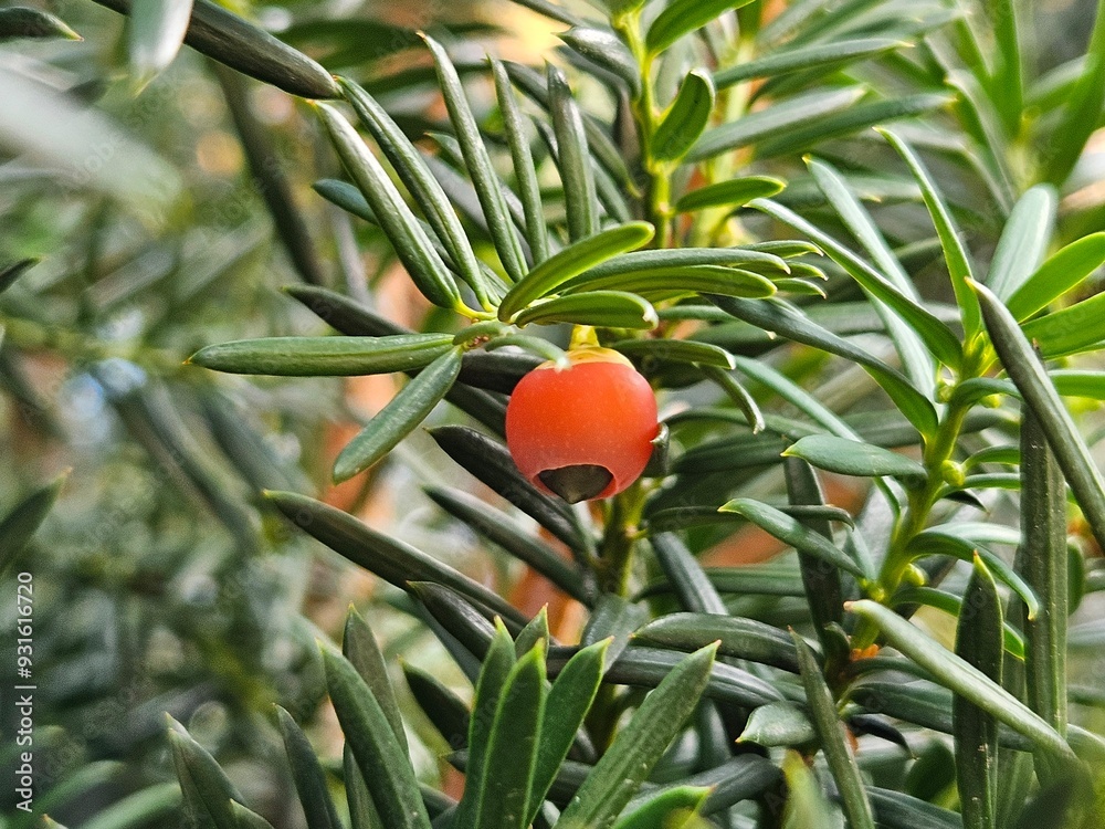 Taxus baccata, common yew, English yew or European yew. Yew Taxus ...