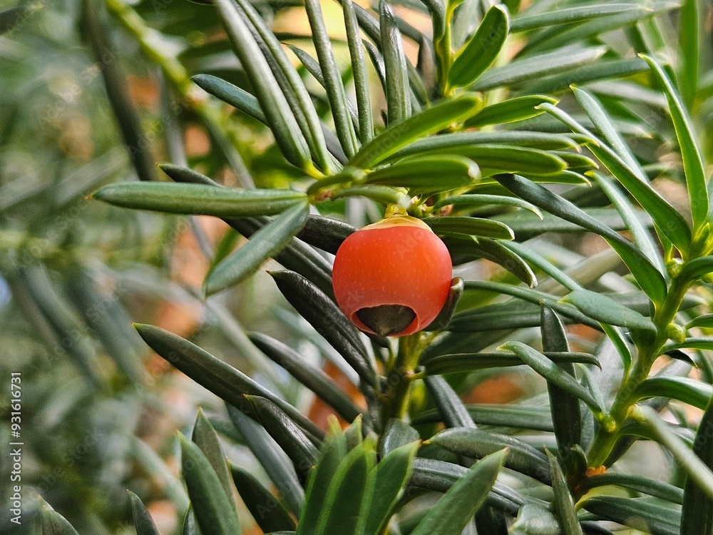 Taxus baccata, common yew, English yew or European yew. Yew Taxus ...