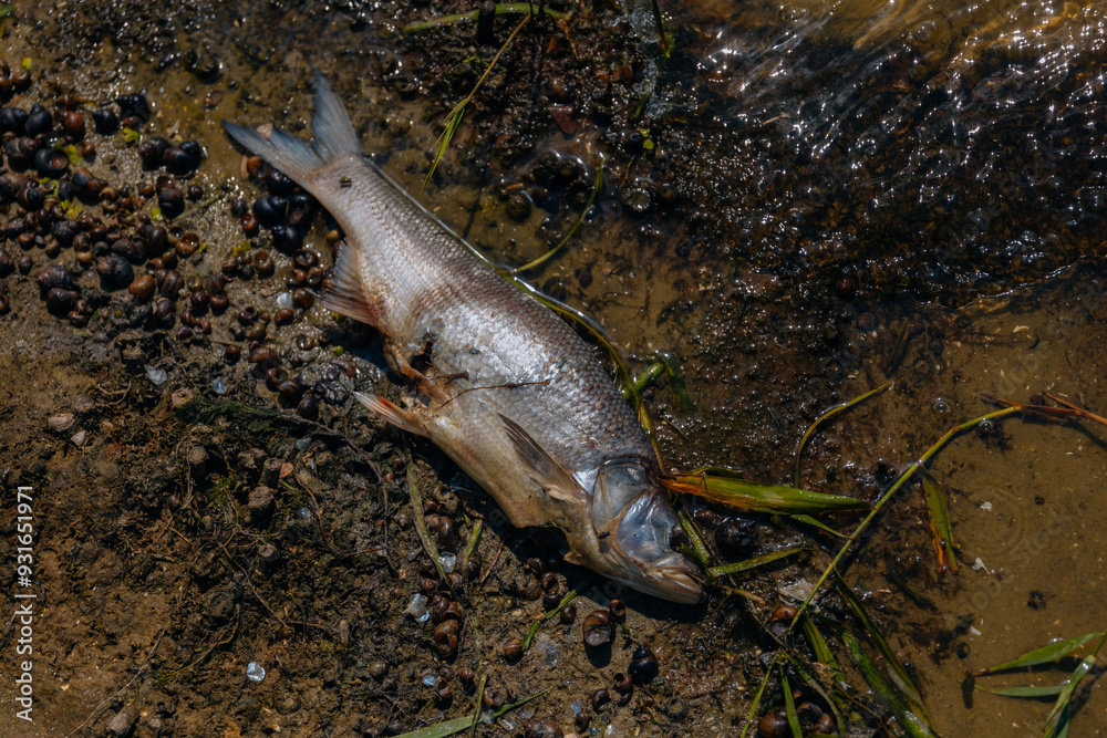 Dead fish float to the surface of the water in this polluted canal. Due ...