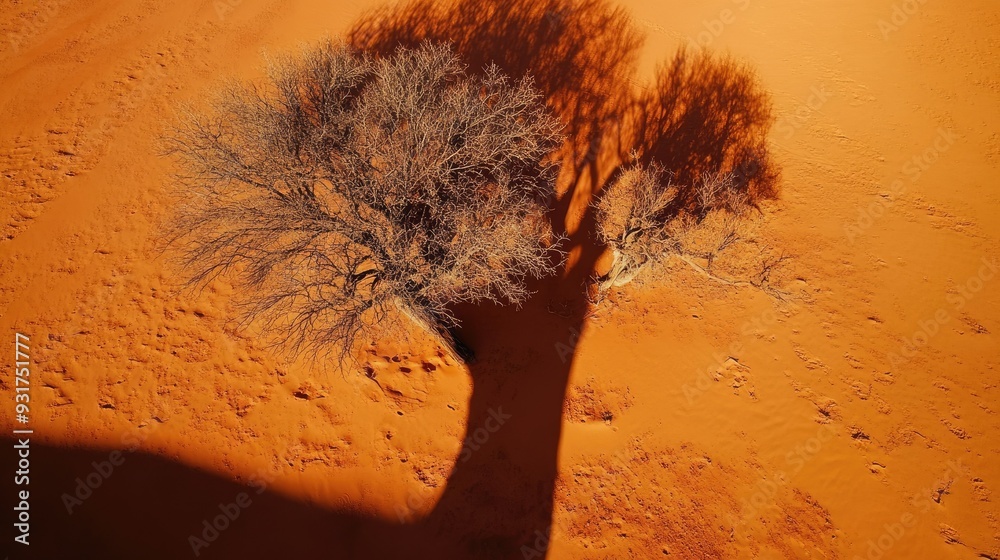 The shadow of a quiver tree cast on the red sands of the Namib Desert ...