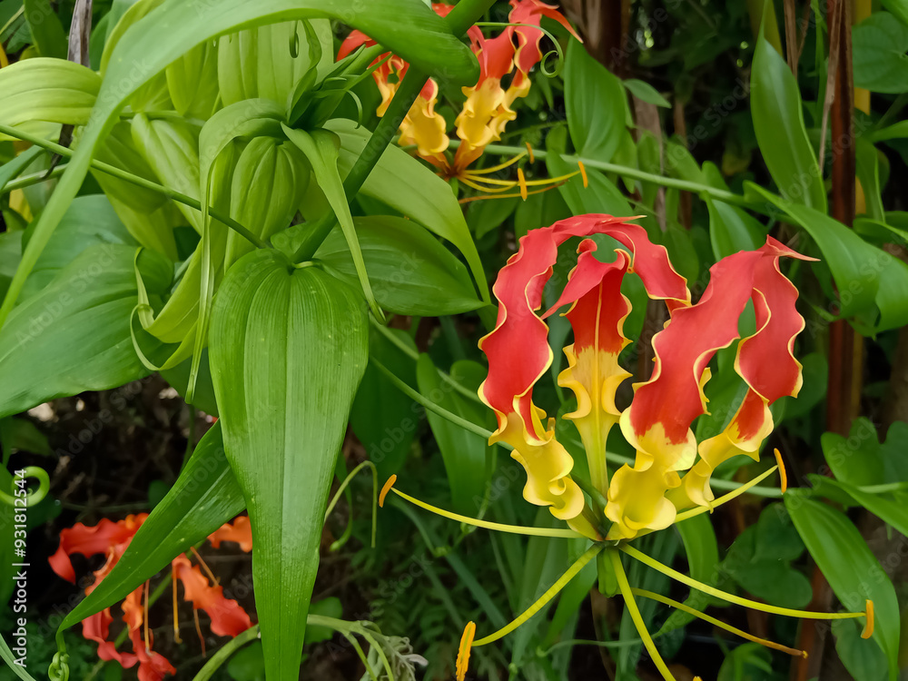 Fire lily, Flame lily, Gloriosa superba Plant of the Indian forest in ...