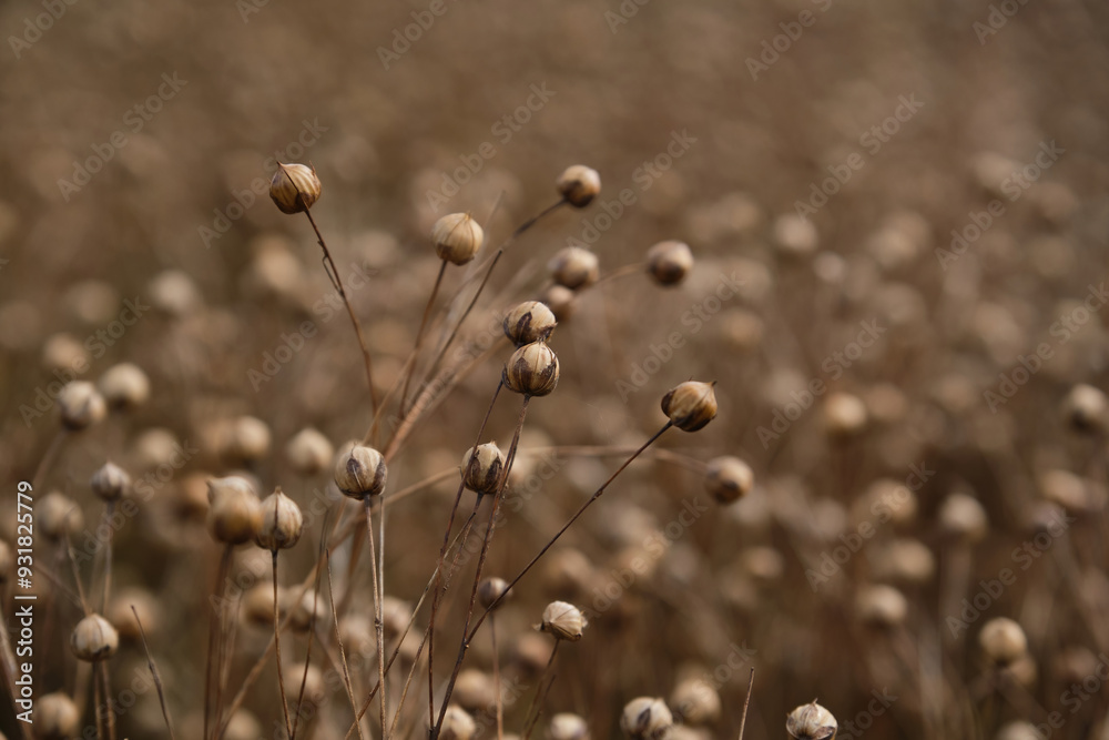 Common flax seed pods growing in a summer. Seed capsules in a field ...