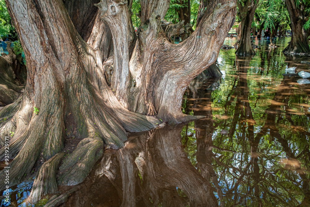 arboles, raices de arbol, camecuaro, michoacan, naturaleza, agua, Lago ...
