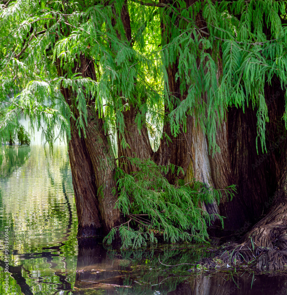 arboles, raices de arbol, camecuaro, michoacan, naturaleza, agua, Lago ...