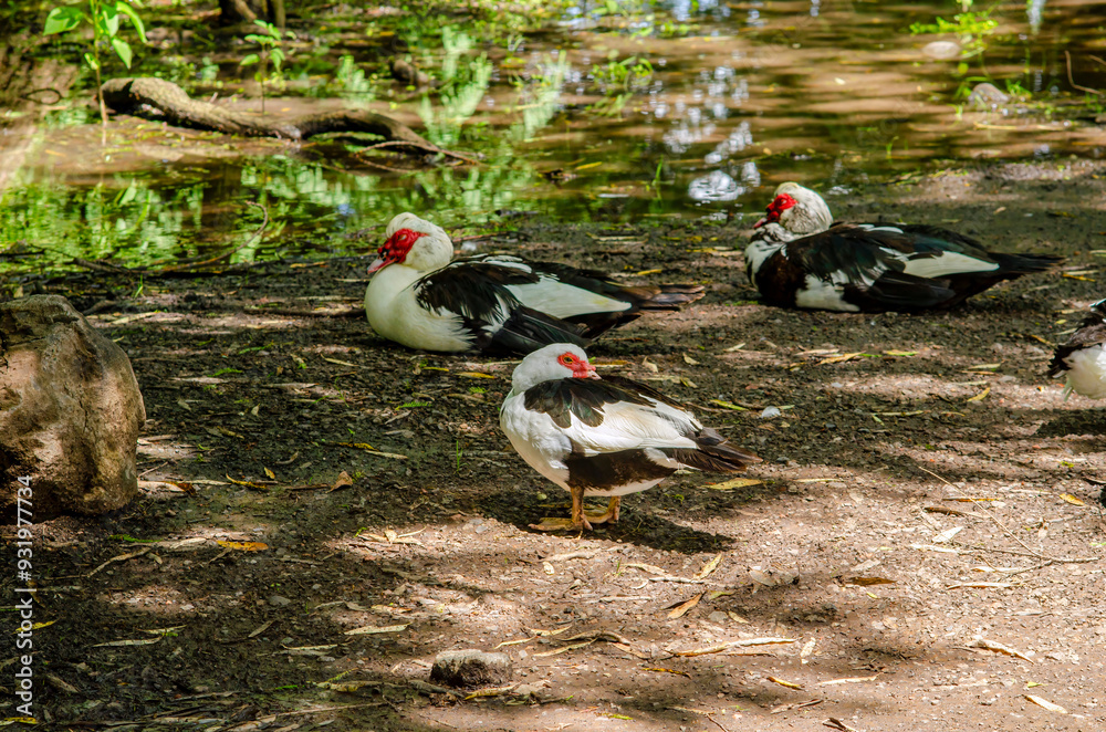patos, estanque, arboles, raices de arbol, camecuaro, michoacan ...