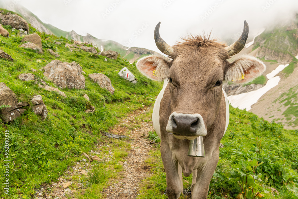 Beautiful alpine Swiss cow standing on the hiking trail looking at the ...