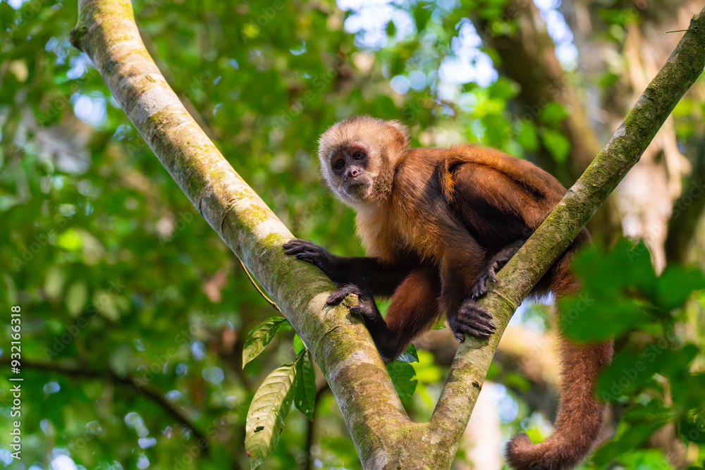 Brown capuchin monkey (Cebus apella) (Sapajus apella) on tree ...