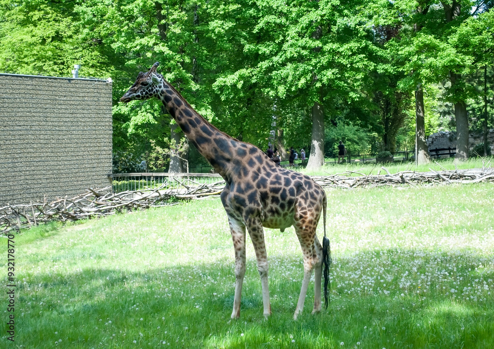 Wild giraffe with long neck and spotted coat. Giraffa camelopardalis is ...