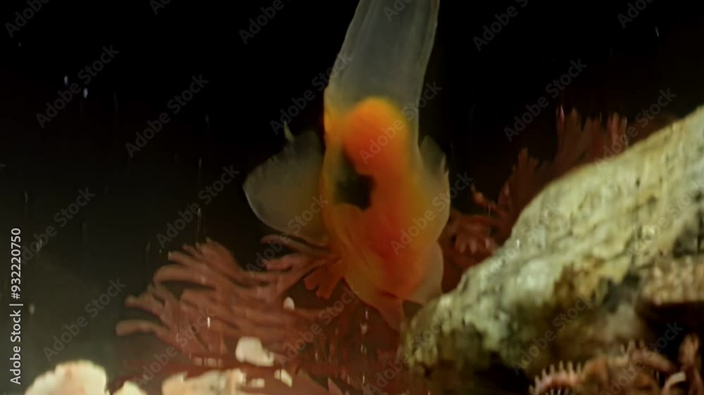Clione limacina, known as sea angel, is mollusc from Arctic waters ...