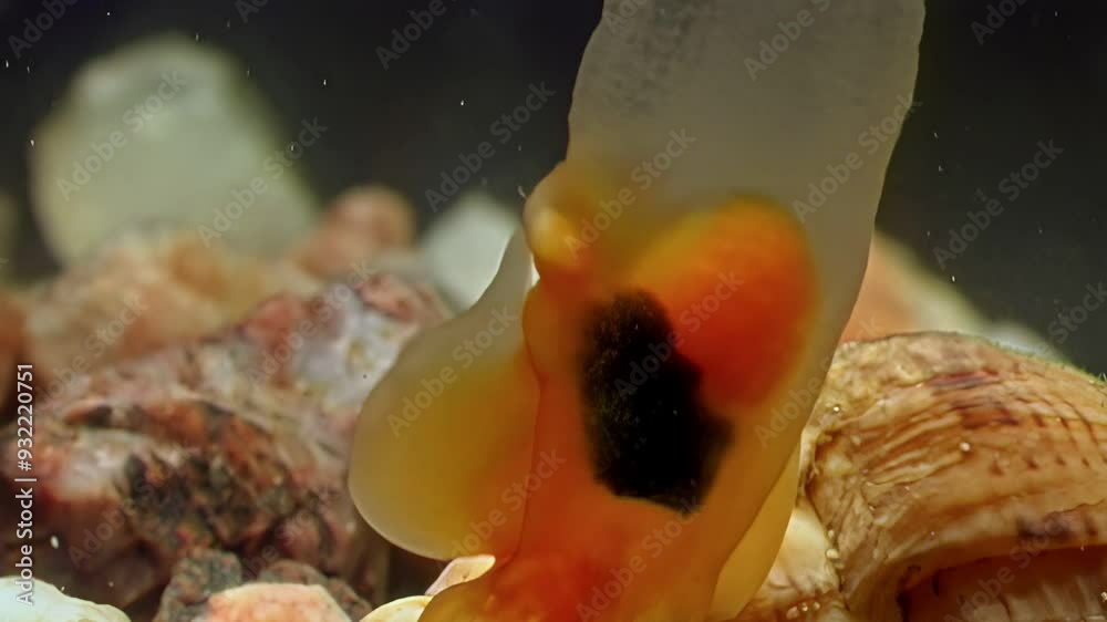 Clione limacina, also known as fascinating Sea Angel, is unique mollusc ...