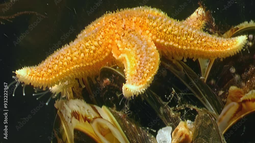 Discover vibrant orange starfish, or Asteroidea, as it elegantly ...