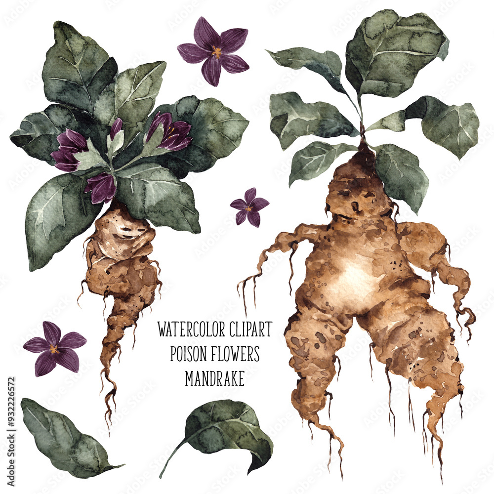 Watercolor clipart with hand draw poison floral, belladonna, mandrake ...