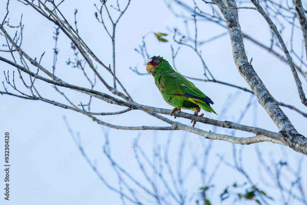 The white-fronted amazon (Amazona albifrons) also known as the white ...