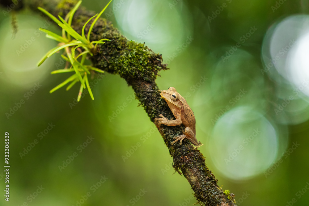 The Panama cross-banded tree frog (Smilisca sila) is a species of frog ...
