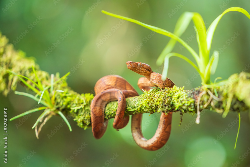 Portrait of Corallus annulatus is a non-venomous boa species found in ...