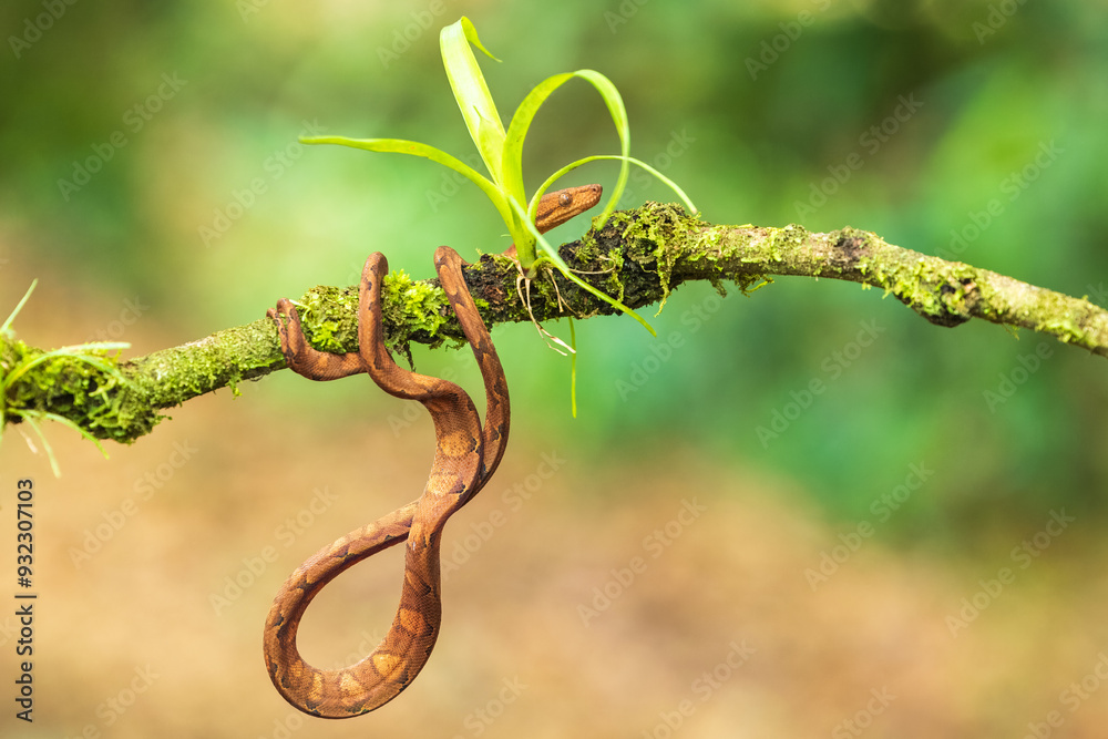 Portrait of Corallus annulatus is a non-venomous boa species found in ...