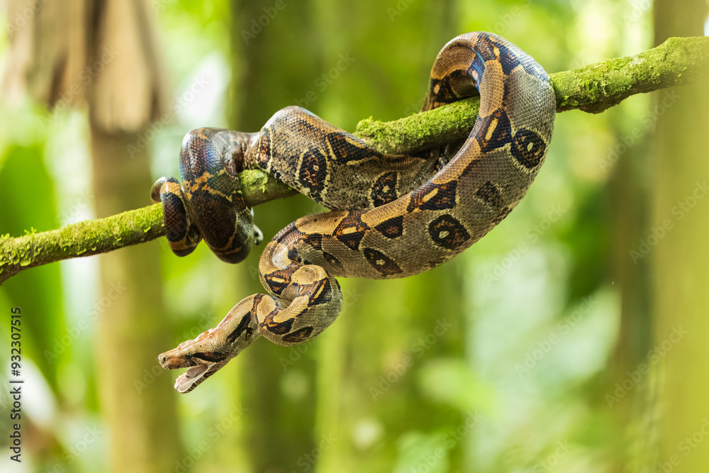 Boa imperator (or Boa constrictor imperator in common usage) is a large ...