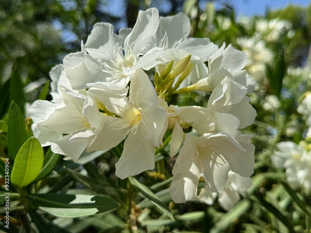 Adelfa, Nerium Oleander .Oleander. A shrub for urban decoration, also ...