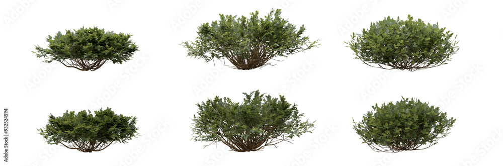 Deciduous fragrant sumac shrub bush 3D render overcast lighting on ...