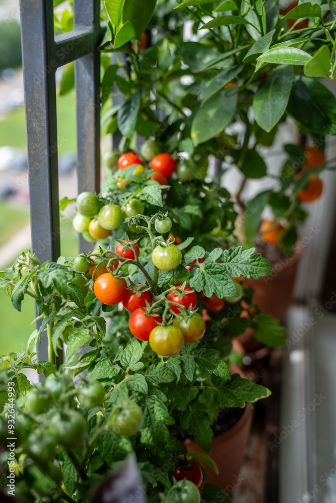 Homegrown small bush of balcony cherry red tomato, tangerine citrus in pots growing on french ...